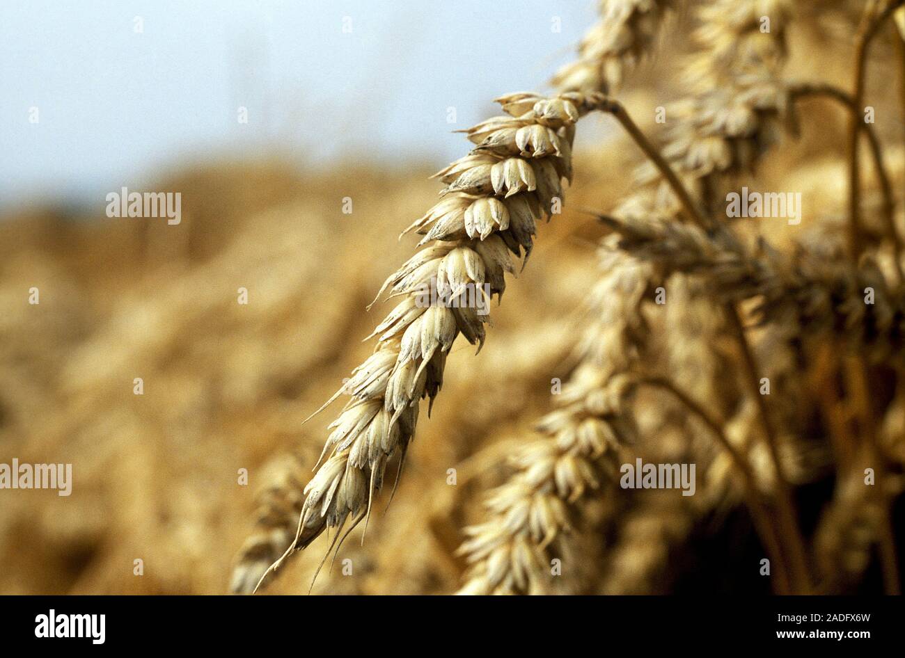 Wheat ear. Wheat (Triticum sp.) is one of the world's major cereal ...