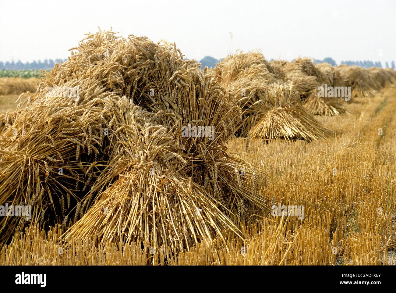 Harvested wheat. Sheaves of wheat (Triticum sp.) in a field. The stalks ...
