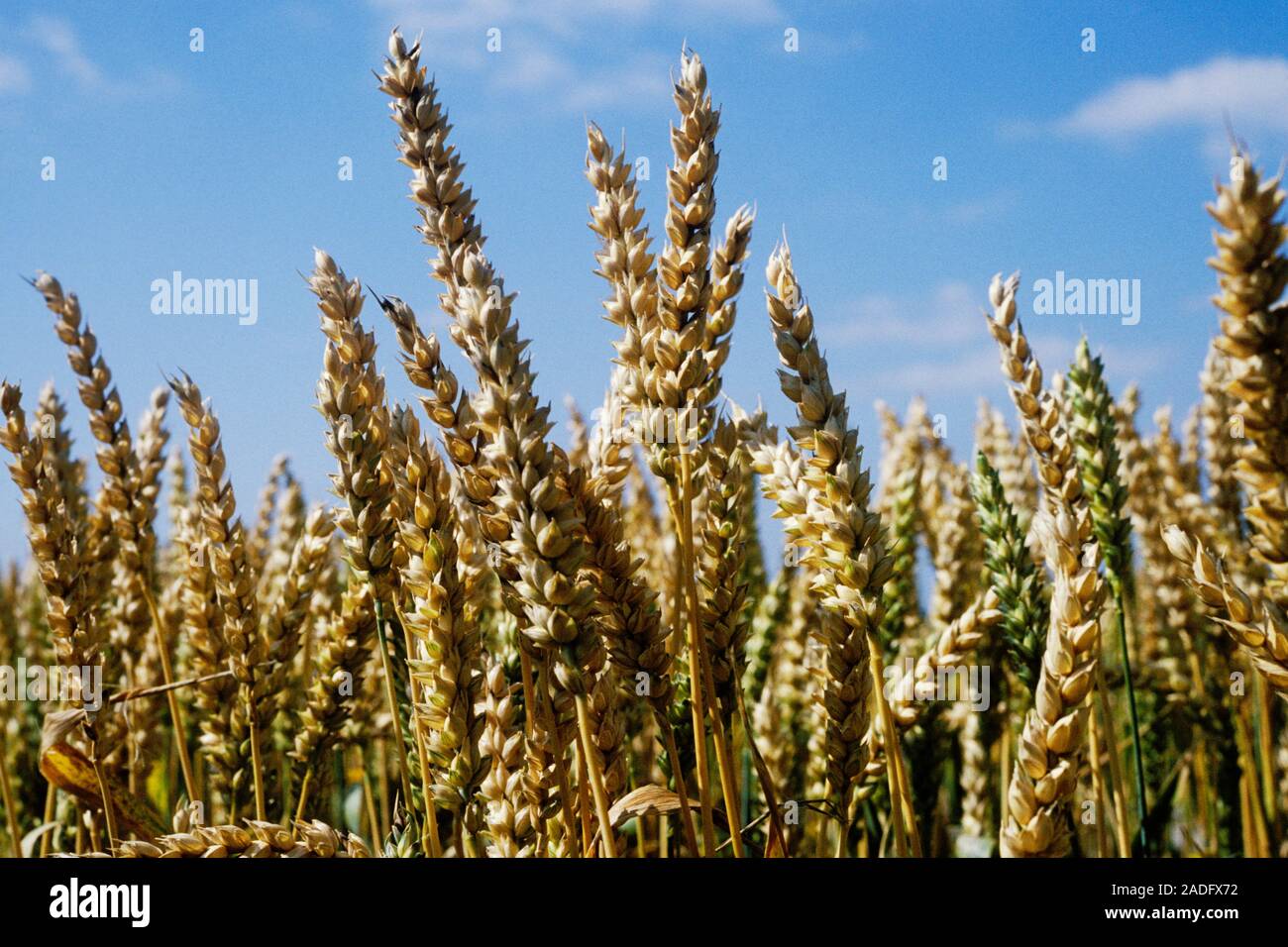 Wheat ears. Wheat (Triticum sp.) is one of the world's major cereal ...