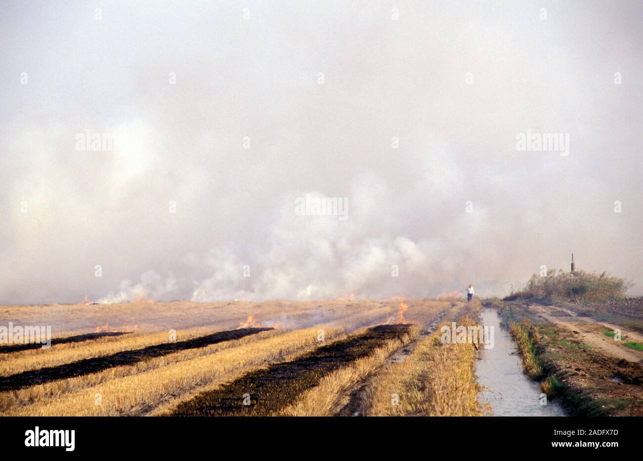 Stubble burning. Smoke rising from burning stubble in a rice field ...
