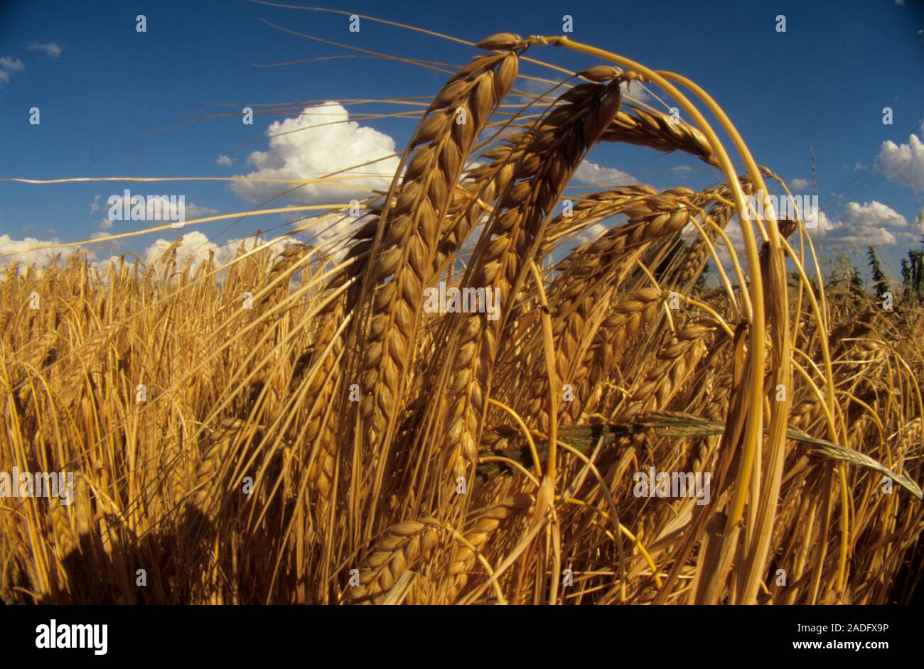 Rye ears. Close-up of ears of rye (Secale cereale) in a field. Rye is a ...