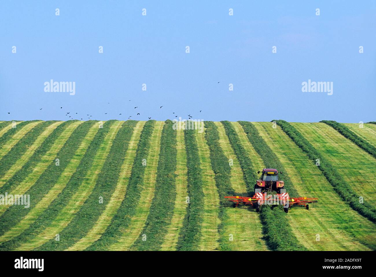 Tractor turning grass for silage. This process, known as tedding ...