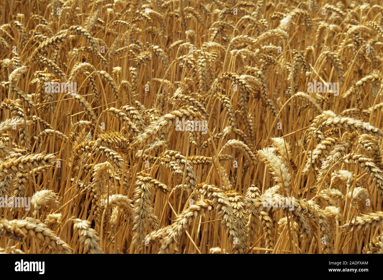 Wheat (Triticum sp.) growing in a field in Somerset, UK Stock Photo - Alamy