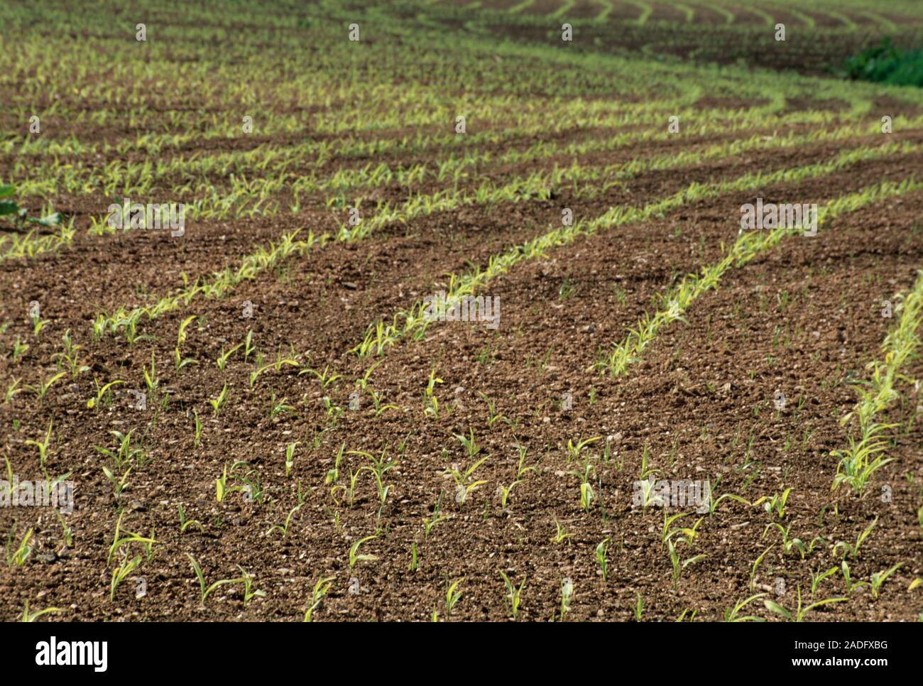 Maize (Zea mays) seedlings. Maize is a crop grown for food for humans ...