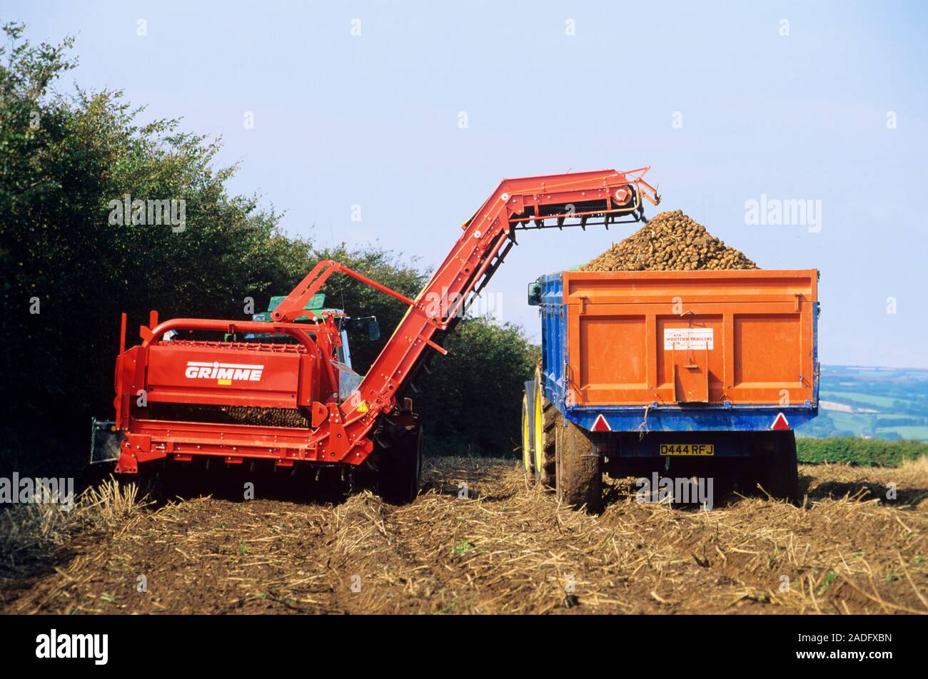 Potato harvest. Tractor loading potatoes on to a lorry, via a conveyor ...