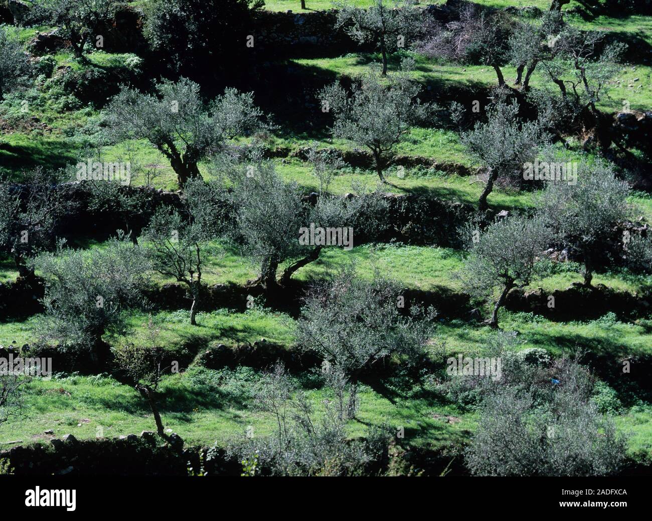 Olive grove. Olive trees (Olea europea) in an olive grove in Milia ...