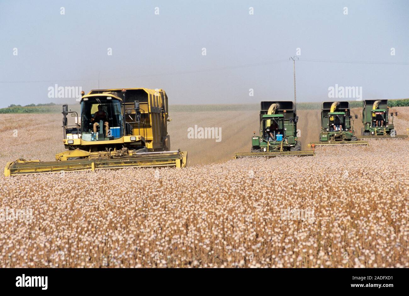 Opium poppy harvest. Combine harvesters collecting the seed heads and ...