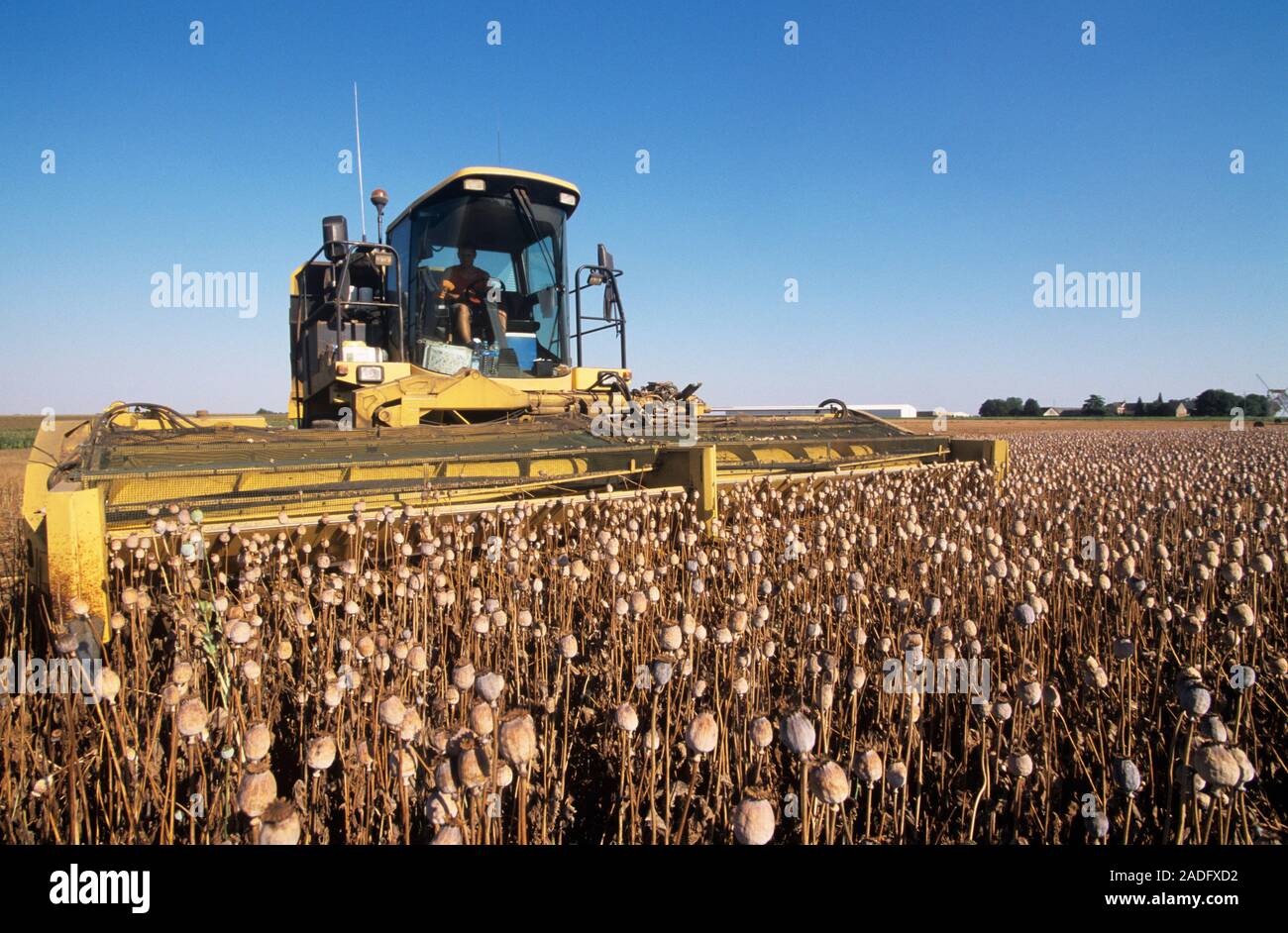 Opium poppy harvest. Combine harvester collecting the seed heads and ...
