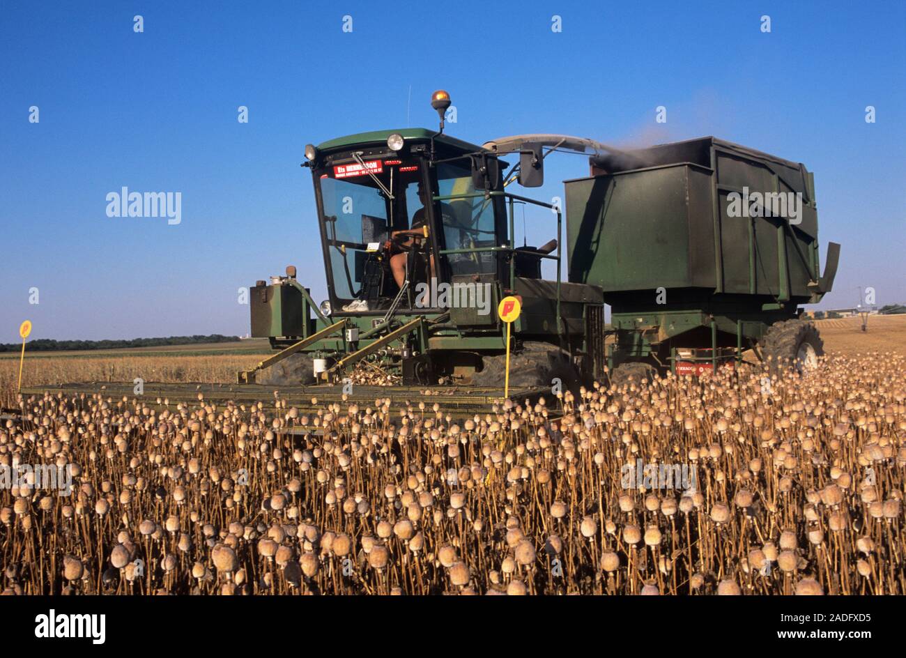 Opium poppy harvest. Combine harvester collecting the seed heads and ...