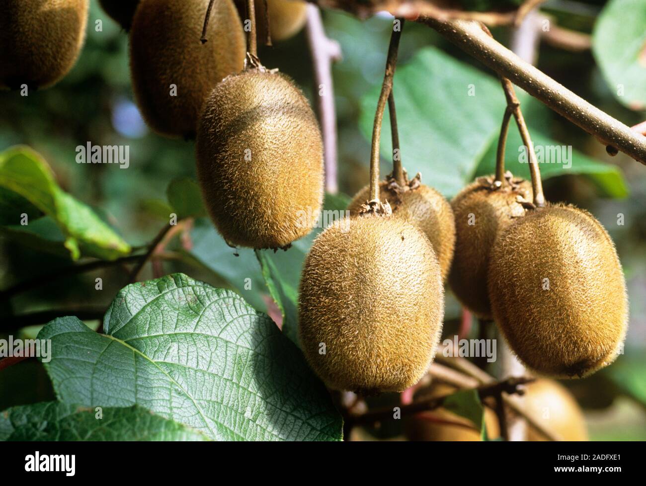 Kiwi fruits (Actinidia chinensis) growing on a tree. Photographed in ...
