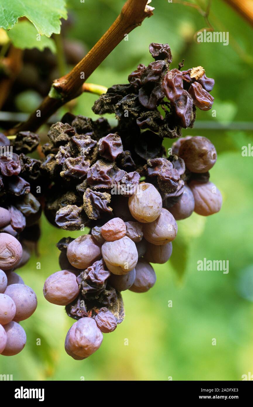 Noble rot fungus (Botrytis cinerea) growing on grapes. Under the right ...