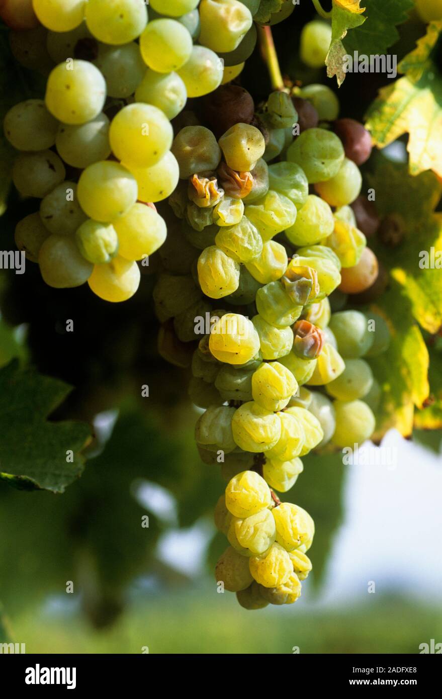 Noble rot fungus (Botrytis cinerea) growing on grapes. Under the right ...
