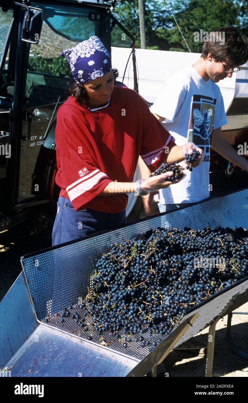 Grape sorting. Workers sorting Merlot grapes for wine production after ...