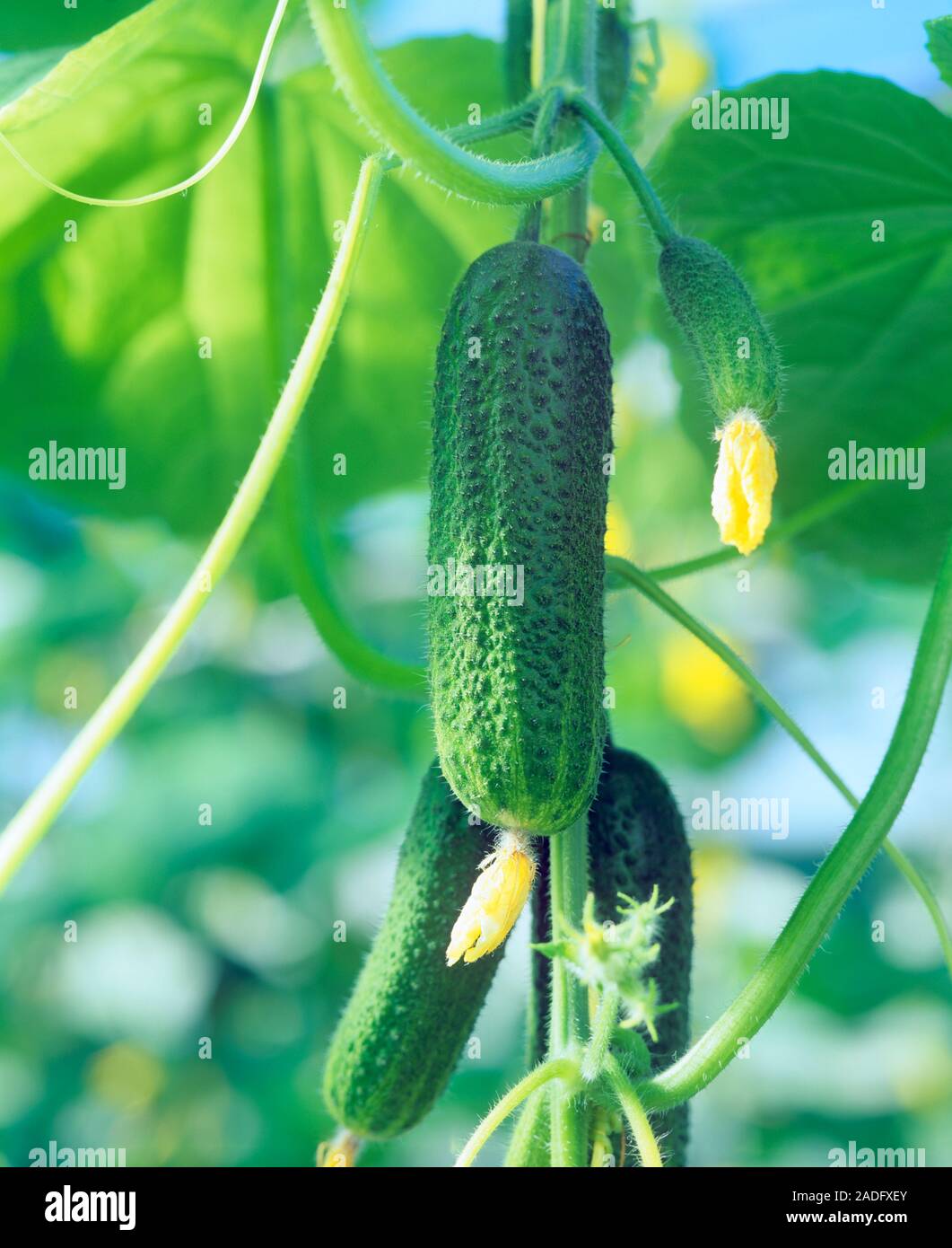 Cucumber cultivation. Fruit, flowers and leaves of a cucumber (Cucumis ...