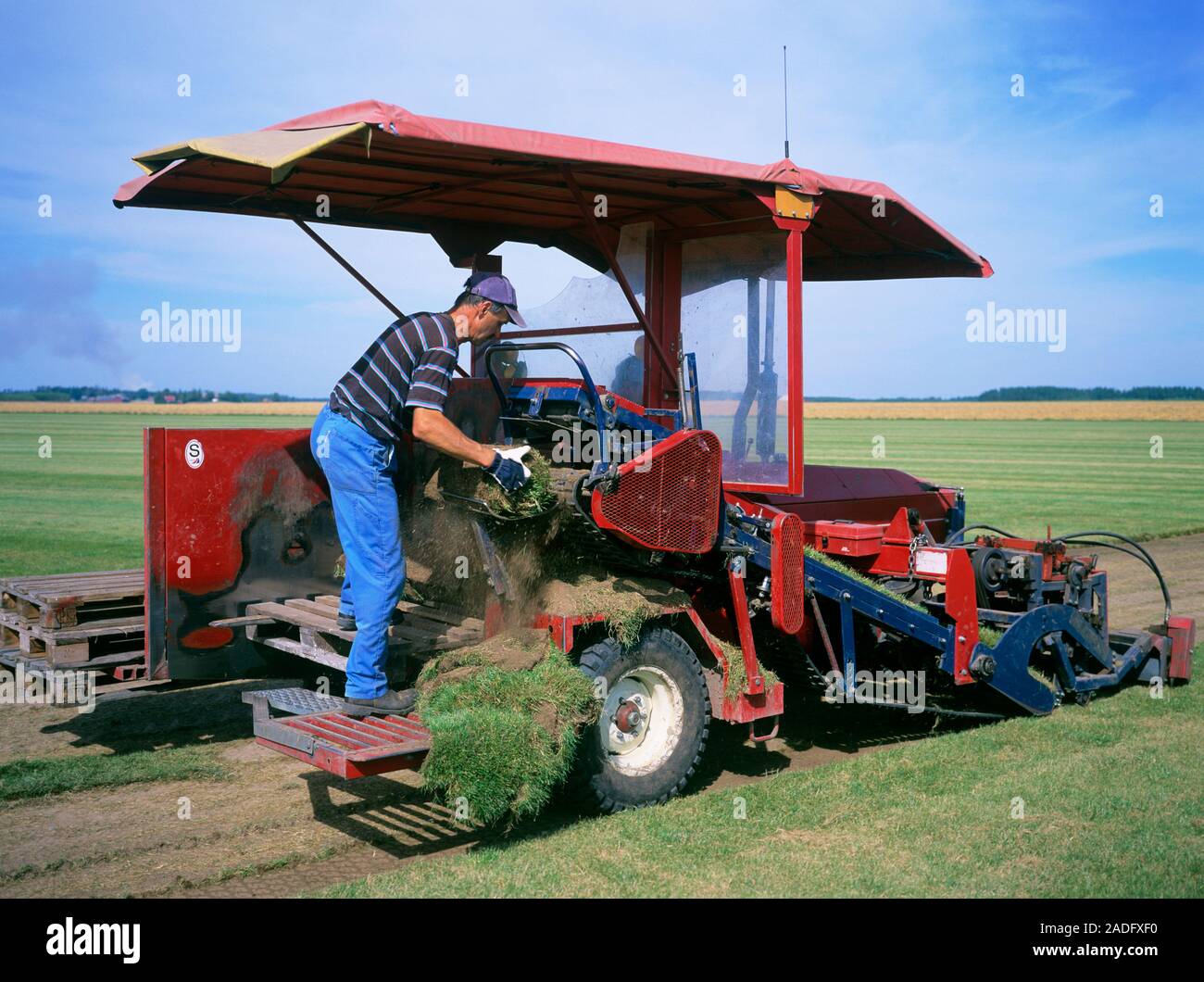 MODEL RELEASED. Turf cutter. Farmer using a harvester to cut strips of ...