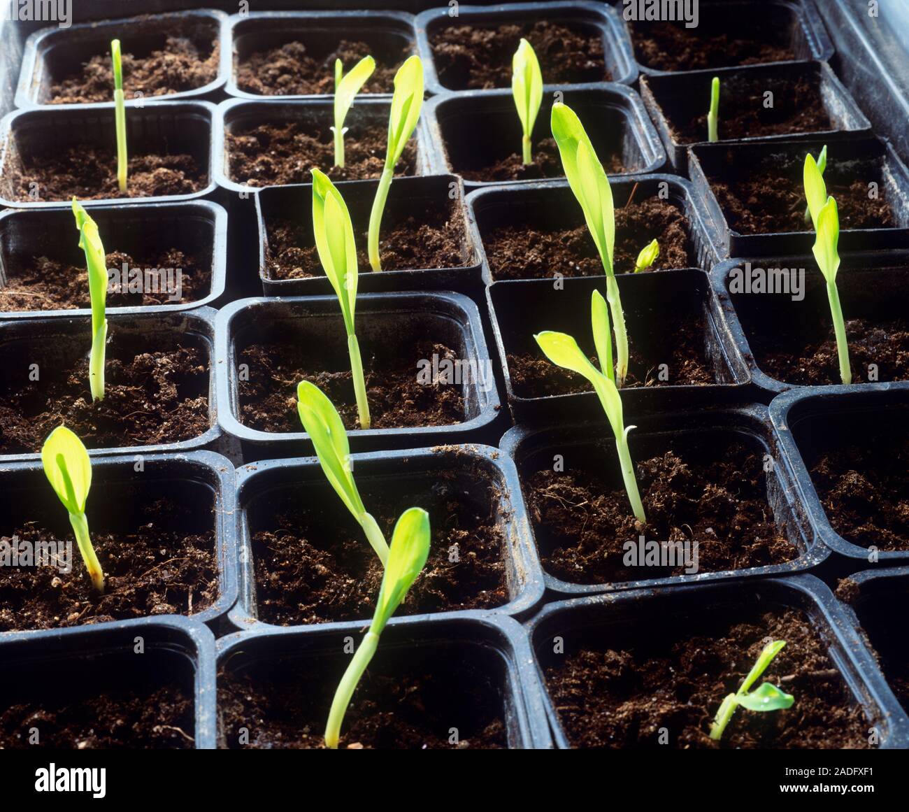 Maize seedlings. Rows of pots with maize (Zea mays) seedlings. Maize is ...