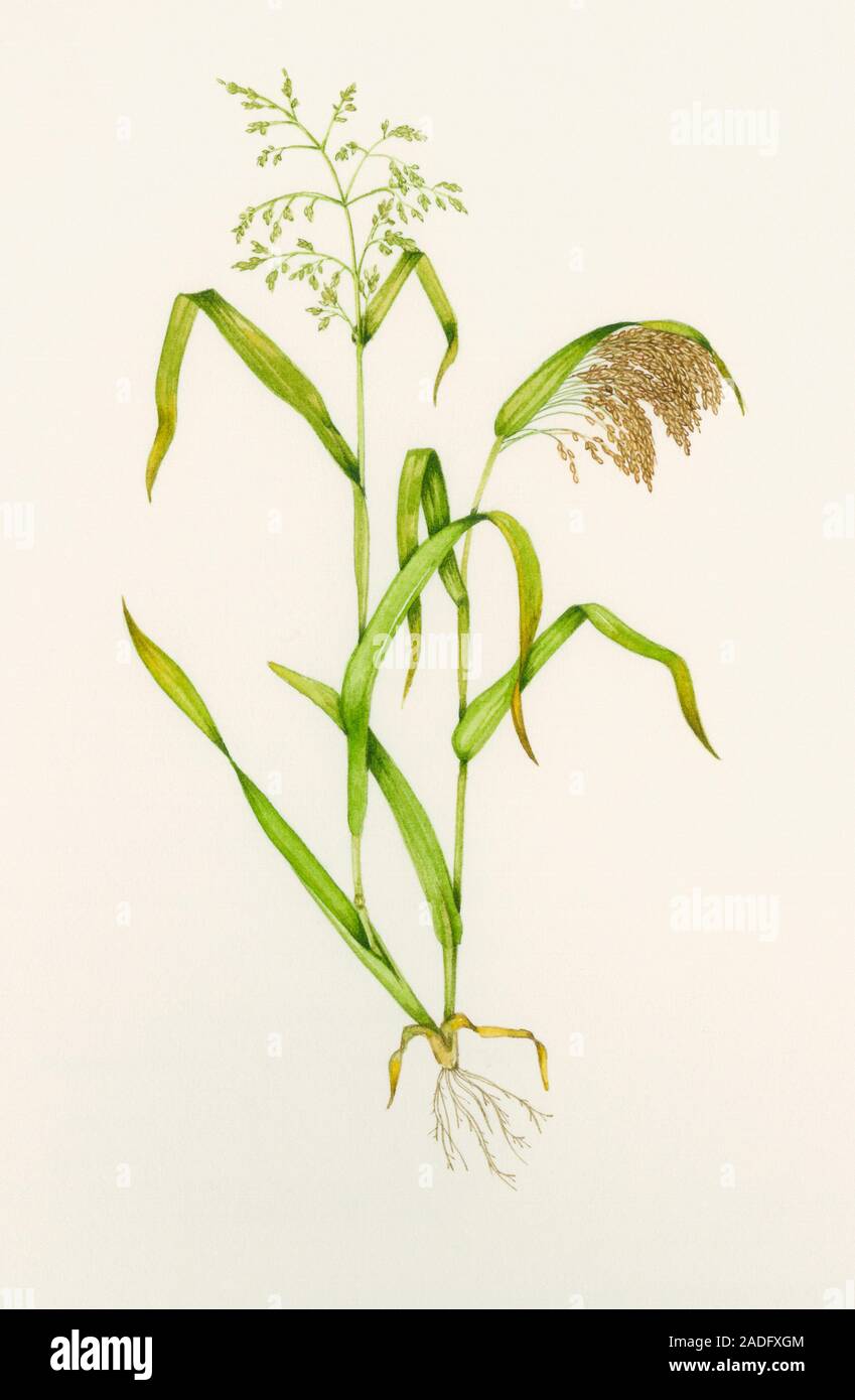 Proso millet (Panicum miliaceum). Watercolour artwork illustrating ...