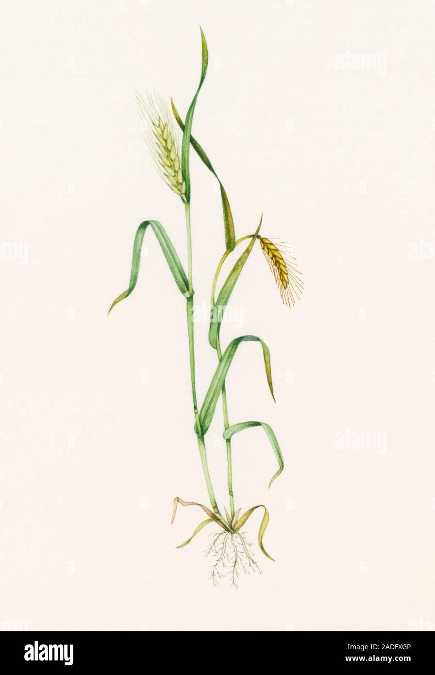 Two-row barley (Hordeum distichum). Watercolour artwork illustrating ...