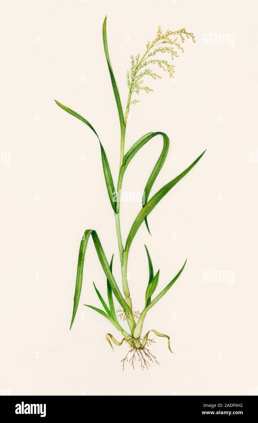 Wild rice (Zizania aquatica). Watercolour artwork illustrating wild ...