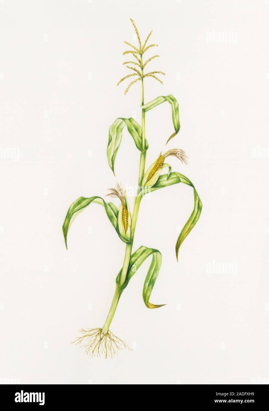 Maize (Zea mays). Watercolour artwork illustrating stages of growth of ...