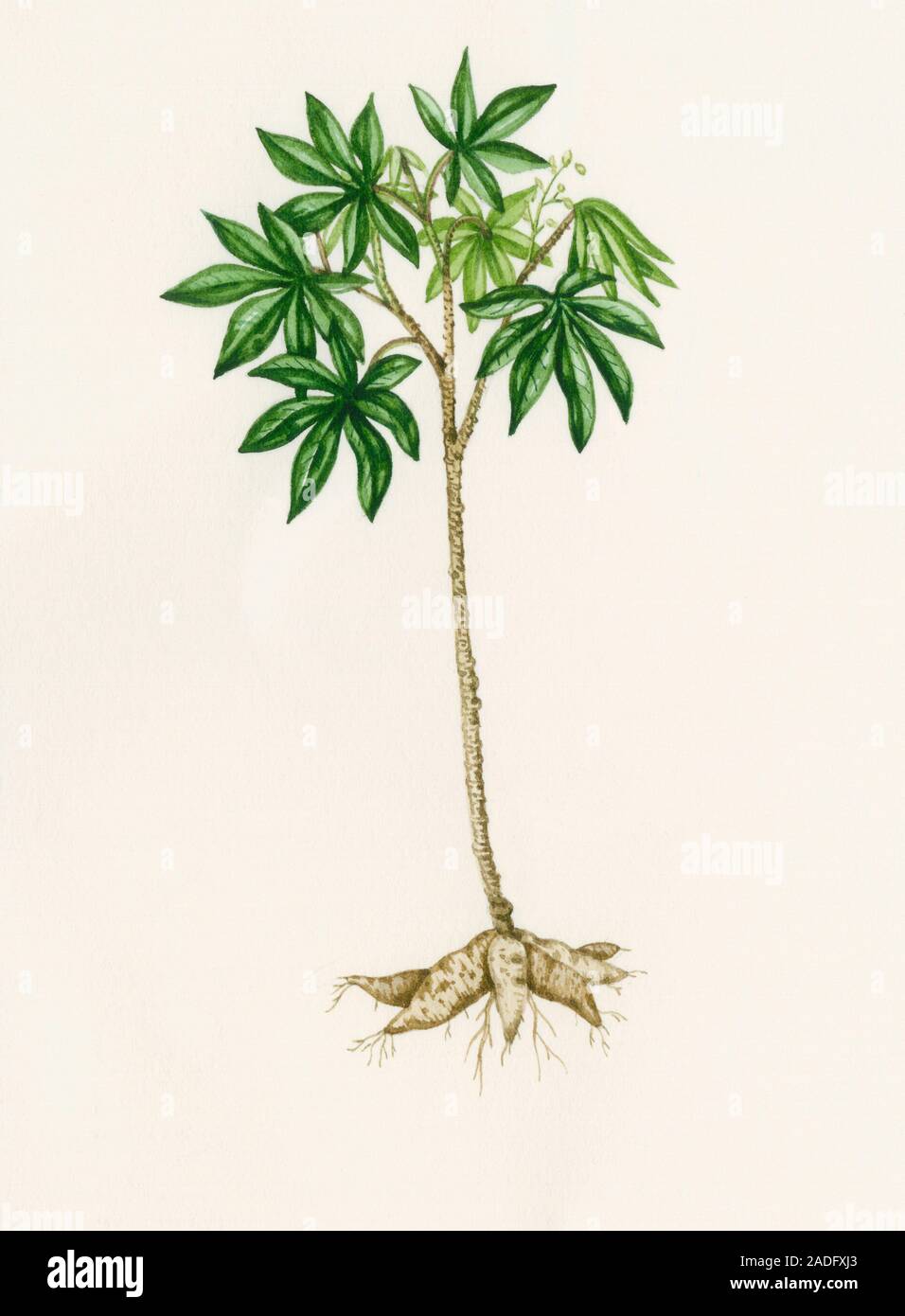 Cassava (Manihot esculenta). Watercolour artwork of a cassava plant ...