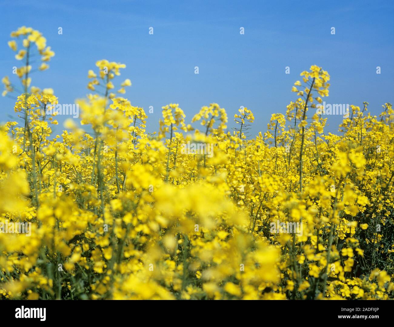Oil seed rape plants (Brassica napus). This plant is cultivated for its ...