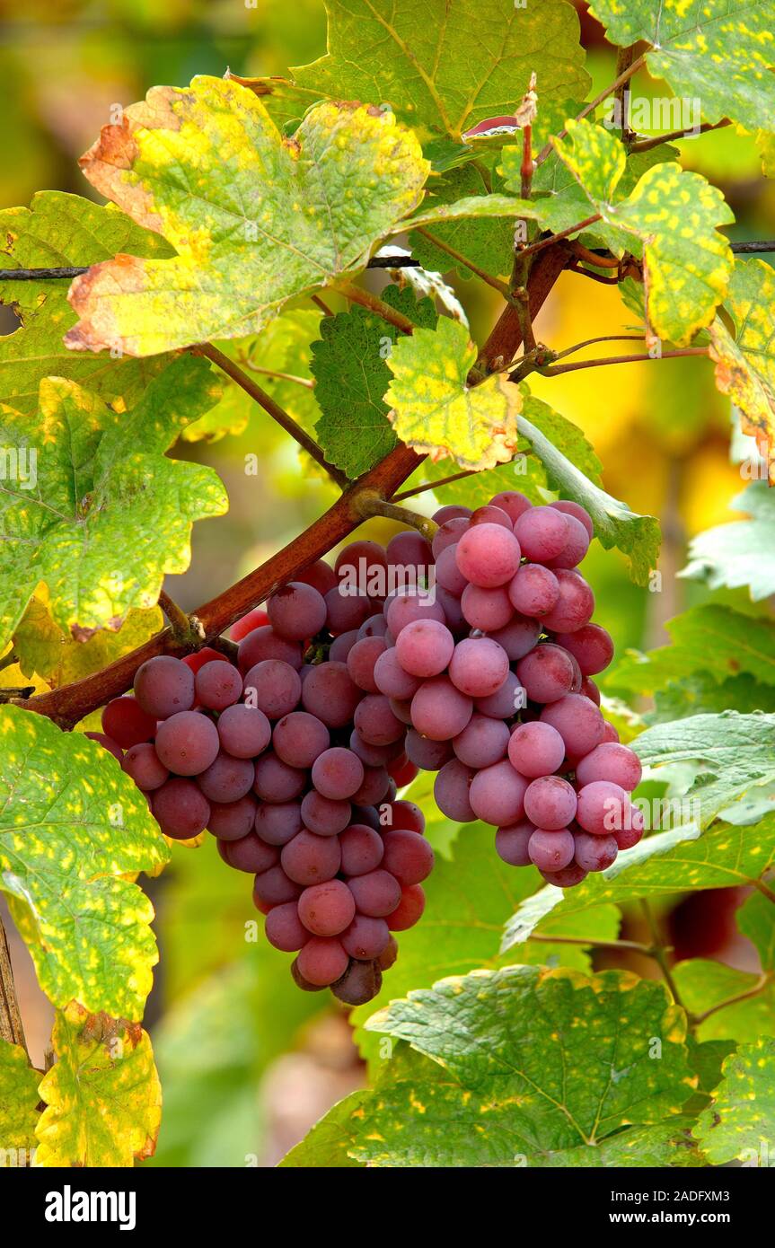 Pinot noir grapes (Vitis vinifera) hanging from a vine. Photographed in ...
