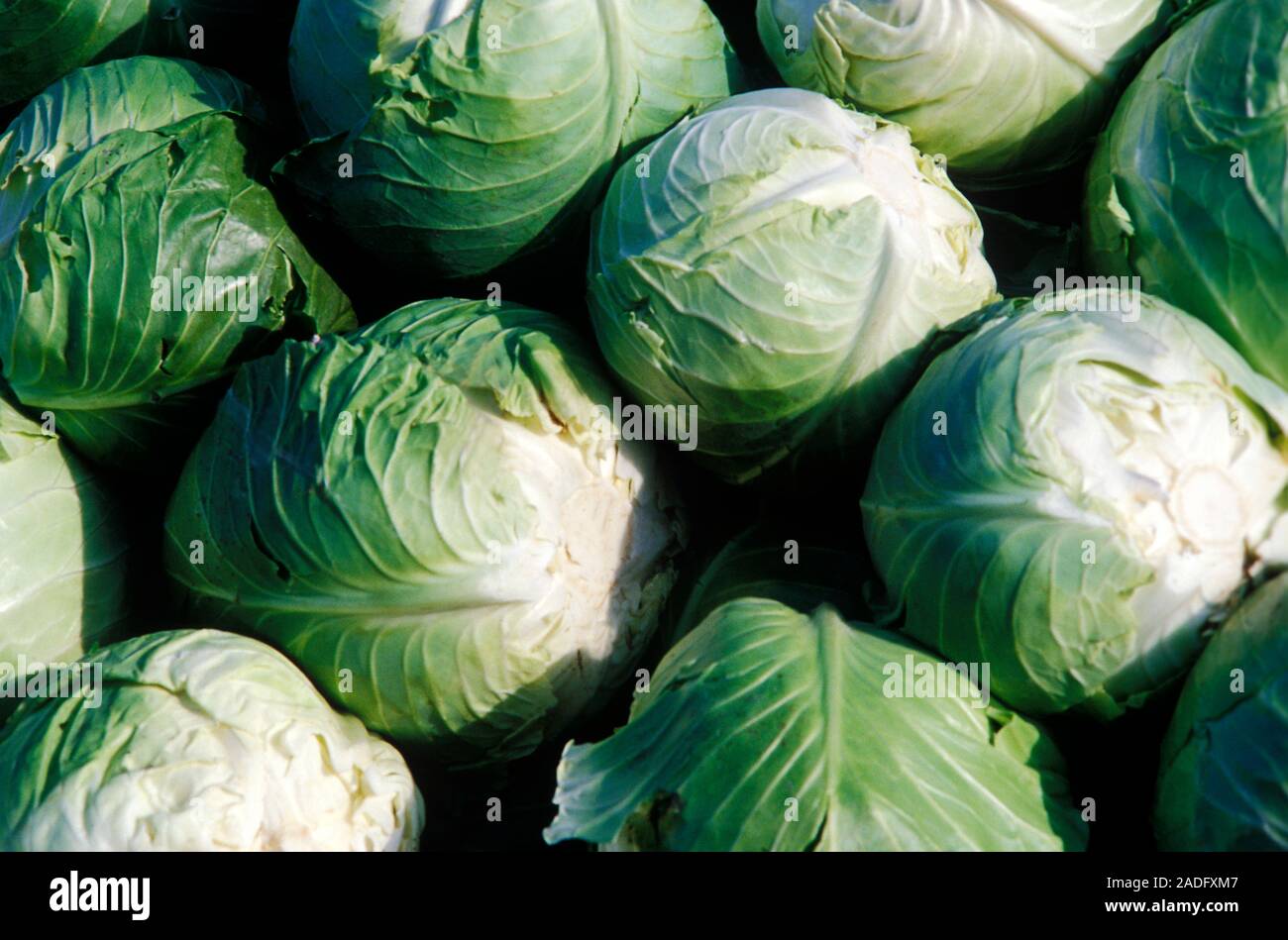 Cabbage crop (brassica oleracea Stock Photo - Alamy
