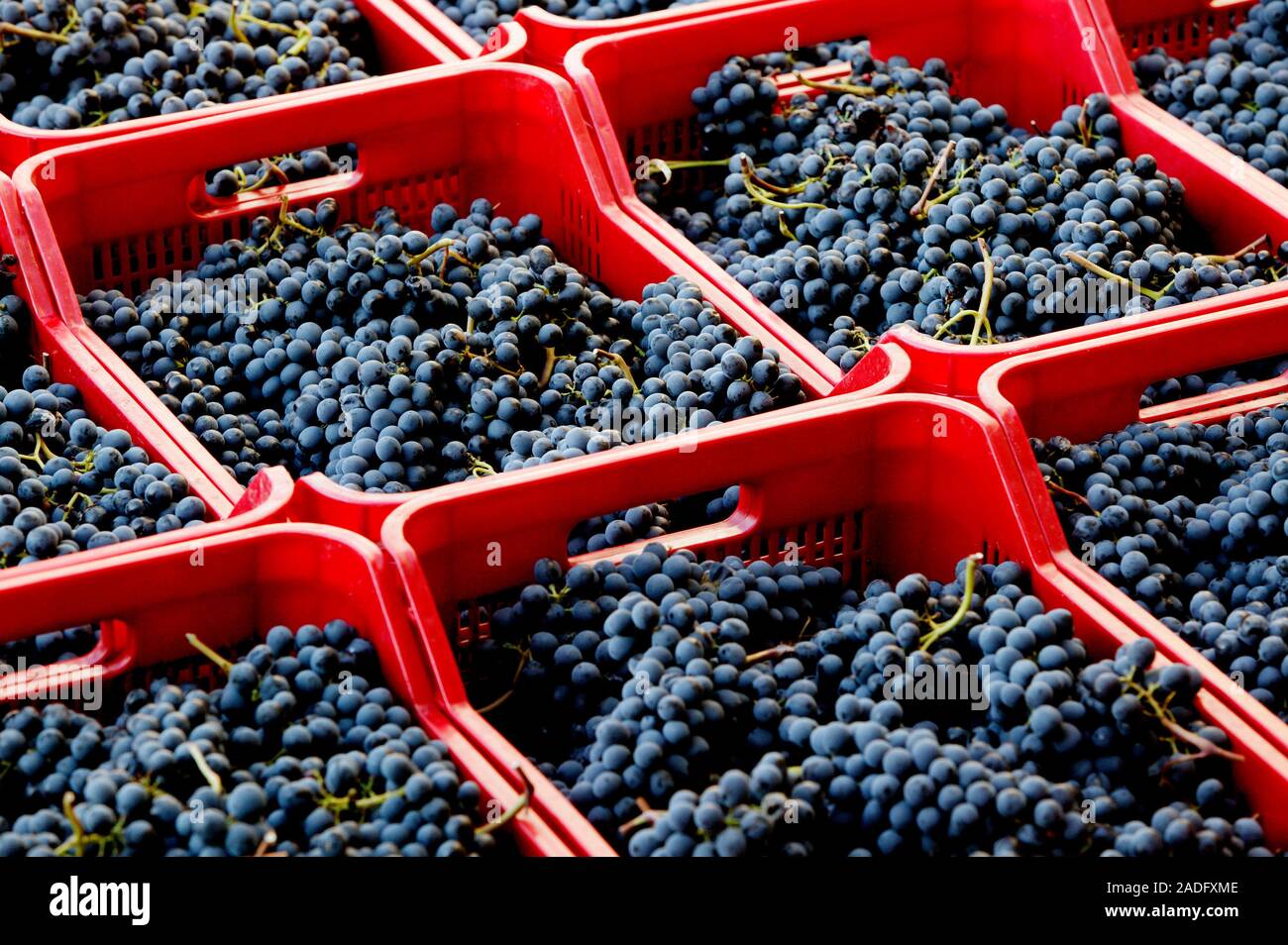 Grapes (Vitis sp.) in crates. Photographed in Italy Stock Photo - Alamy