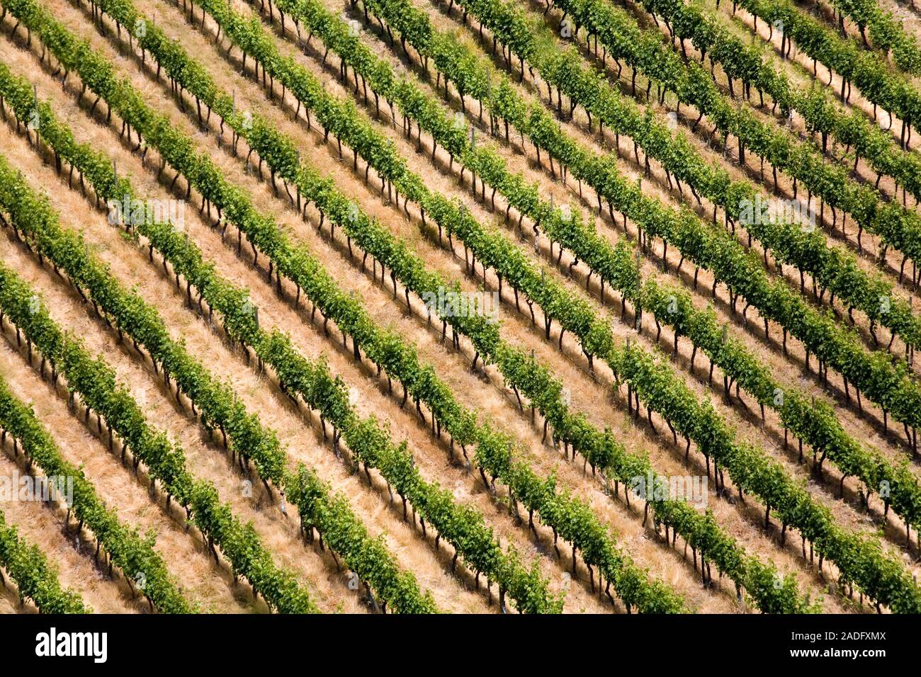 Vineyard. Grape vines (Vitis sp.) are grown in vineyards to produce ...