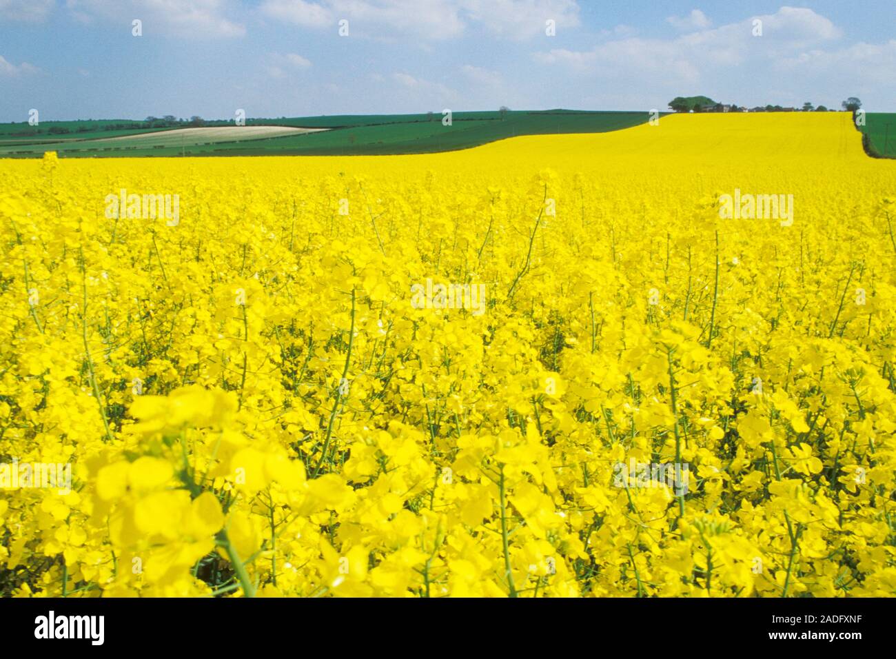 Oil seed rape crop (Brassica napus). This plant is cultivated for its ...