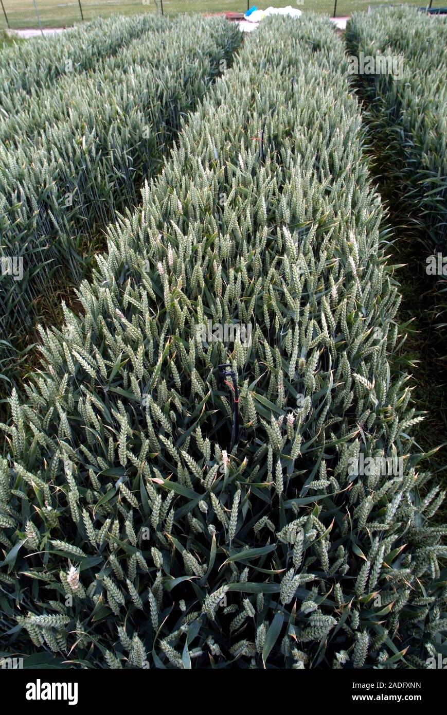 Wheat crop. Immature wheat plants (Triticum sp.) in a small plot Stock ...
