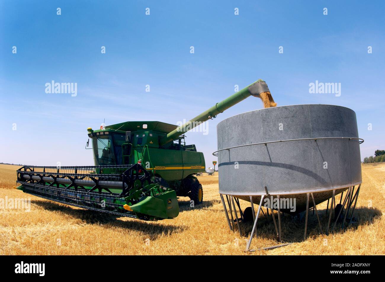 Harvesting grain. Combine harvester unloading grain into a container ...
