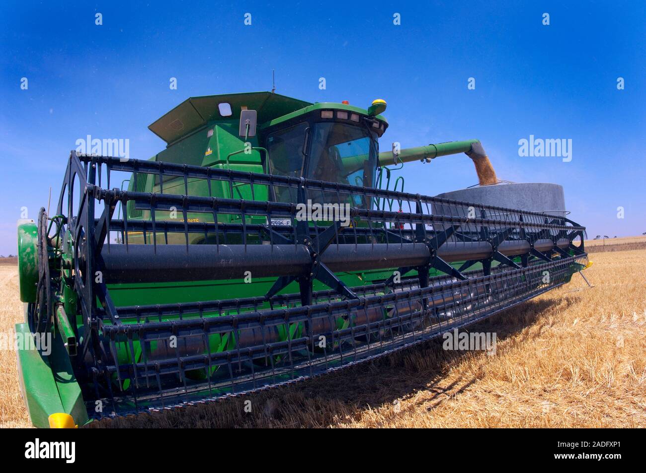 Harvesting grain. Combine harvester unloading grain into a container ...
