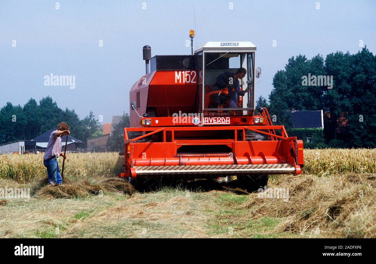 Combine harvester. Farmer raking up material to put into a combine ...