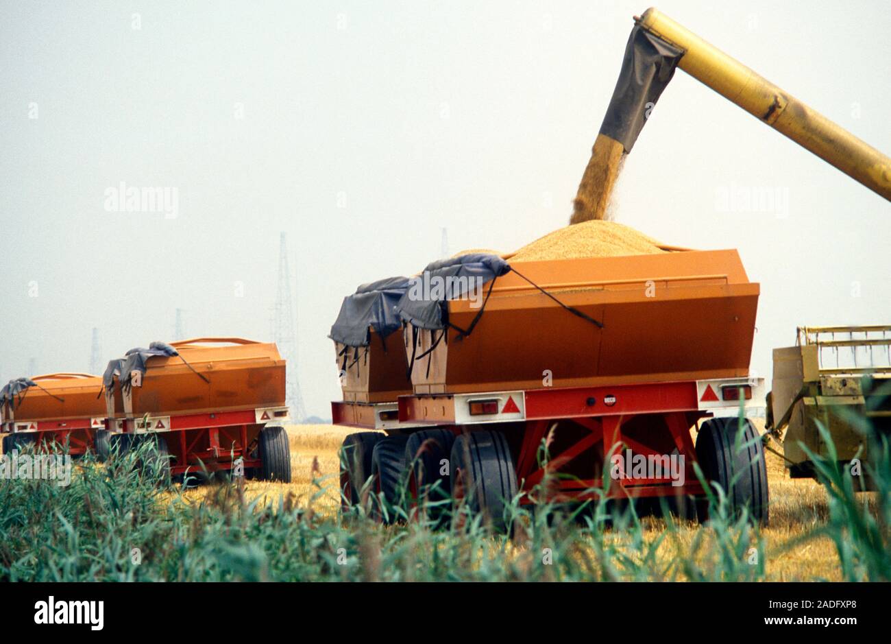Combine harvester unloading grain onto a grain truck Stock Photo - Alamy