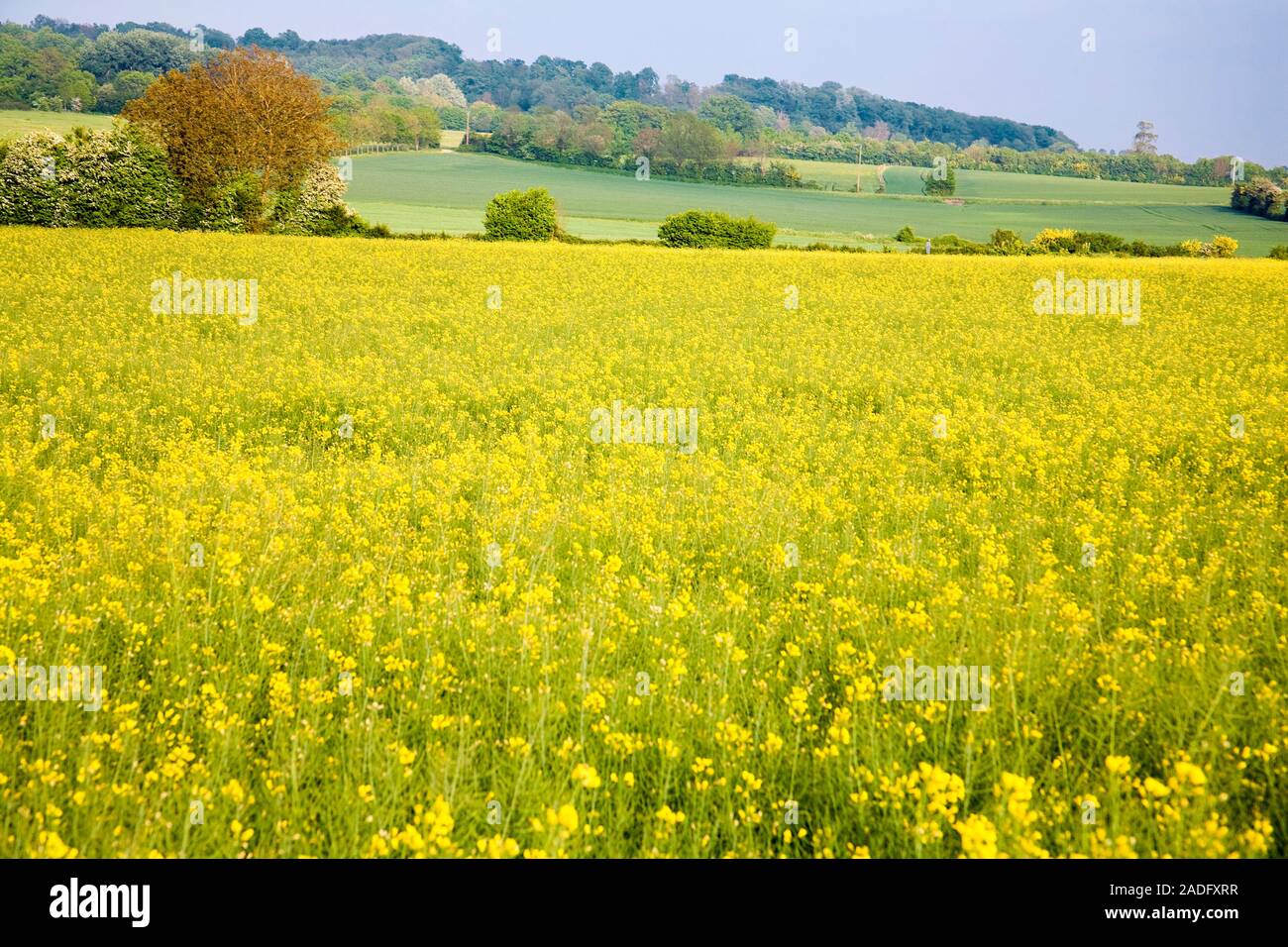 Rapeseed crop (Brassica napus). This plant is being cultivated for the ...