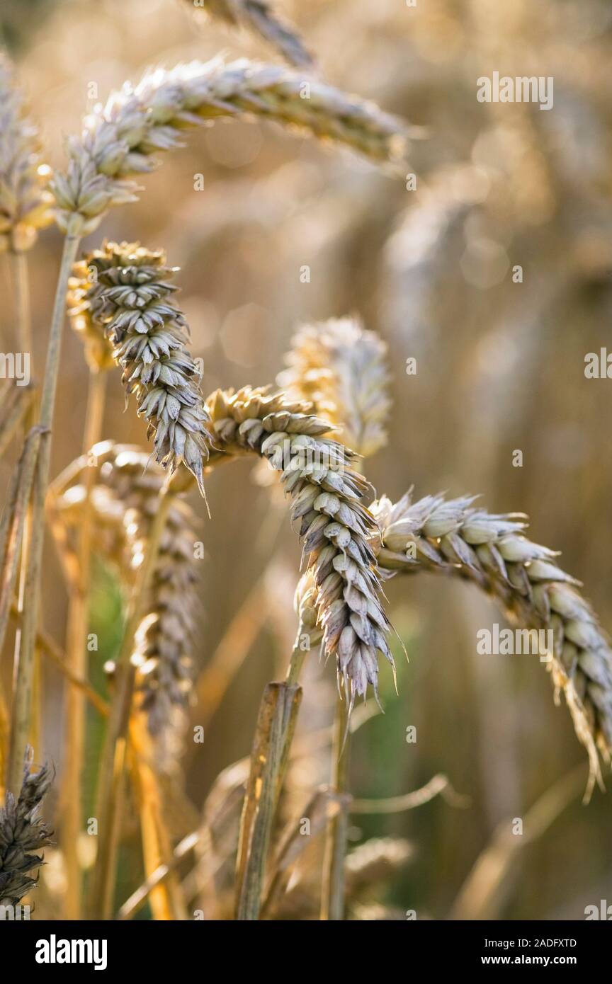 Mature wheat. Mature crop of wheat (Triticum sp.) in an arable field ...