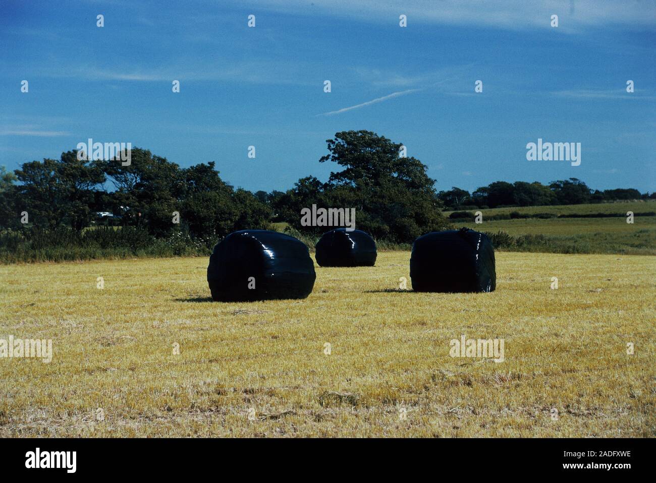 Hay bales bagged in plastic. Silage crop in a farm field Stock Photo ...