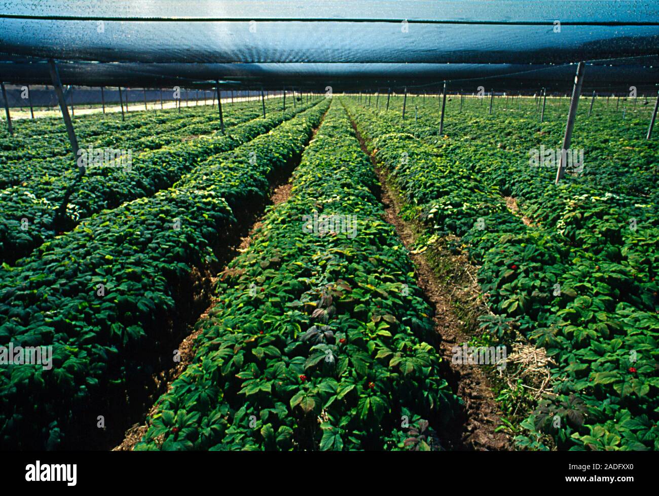 Ginseng farm. View across a field of ginseng plants. Ginseng (Panax spp ...