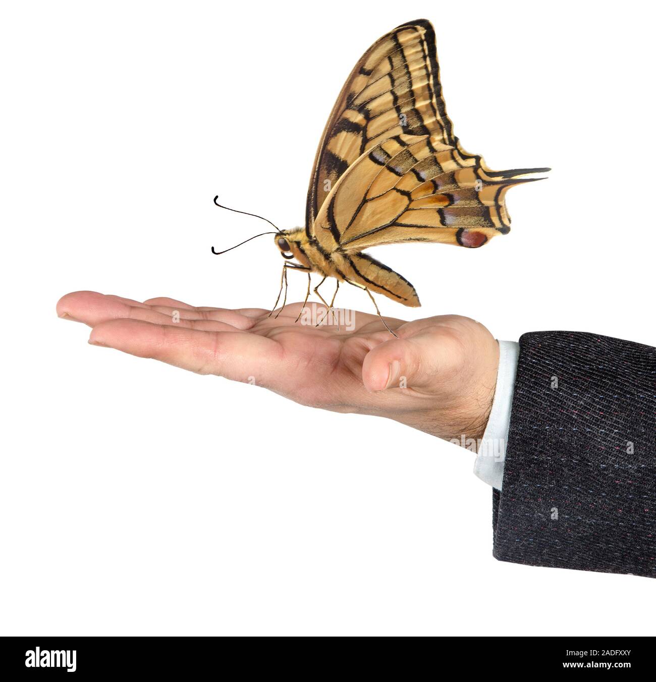 Hands make butterfly Cut Out Stock Images & Pictures - Alamy