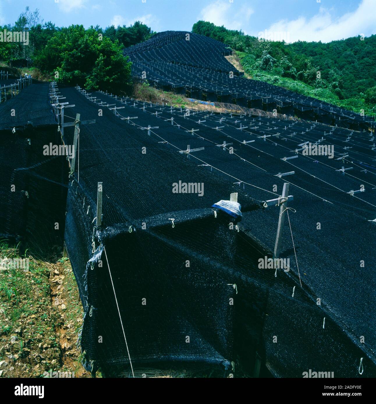 Ginseng cultivation. Rows of ginseng plants (Panax sp.) being grown ...
