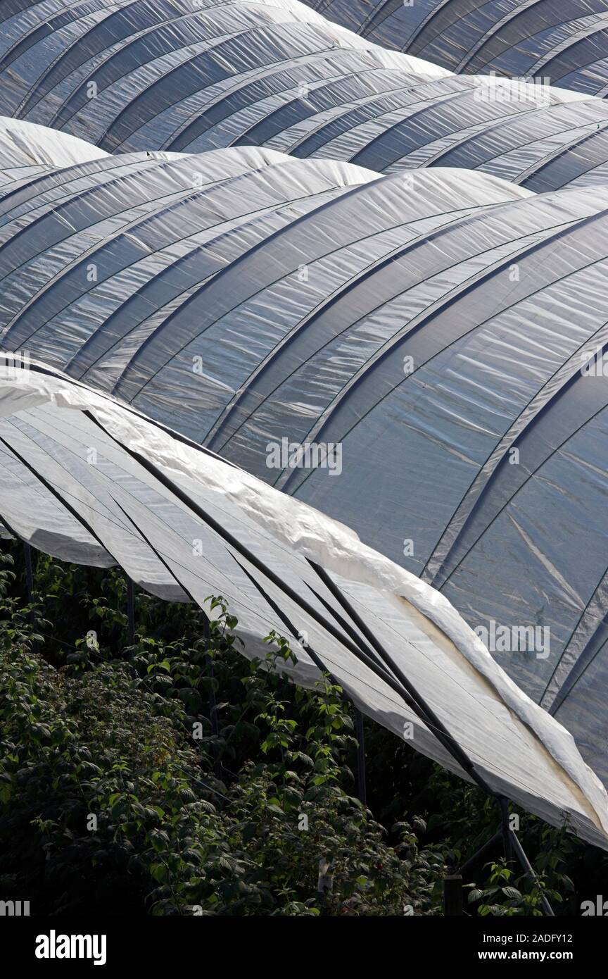 Polytunnels growing raspberry plants (Rubus idaeus) in rows. These ...