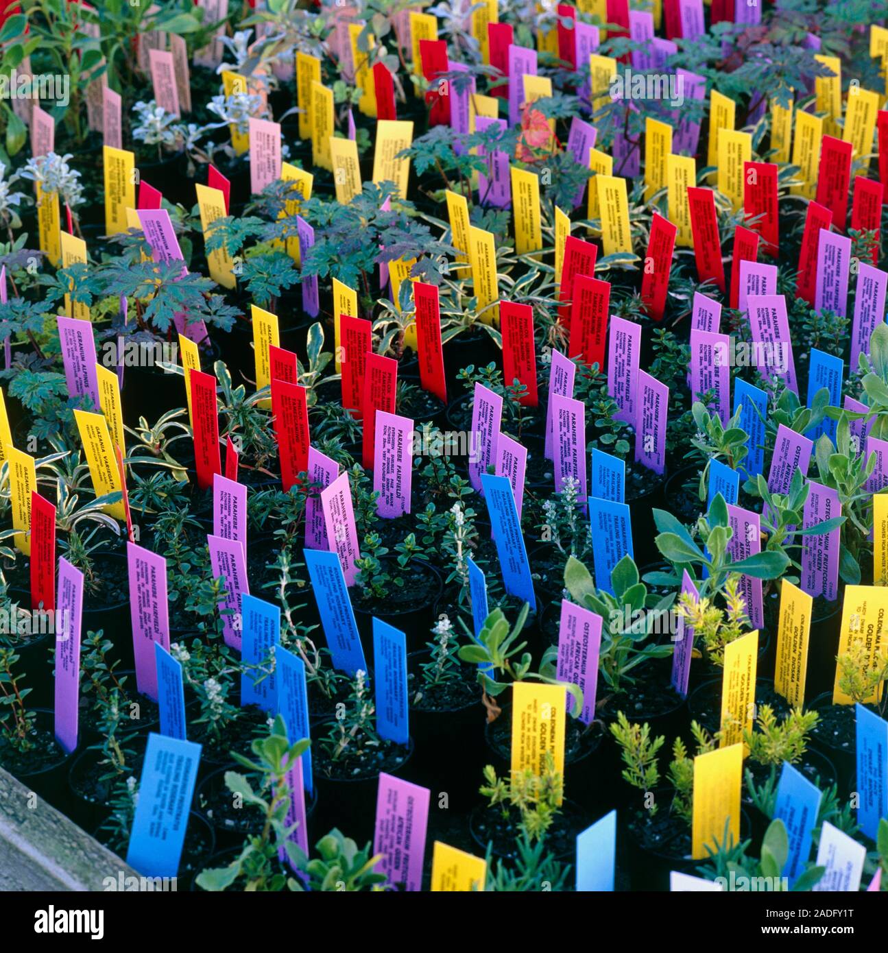 Plant seedlings in labelled pots Stock Photo - Alamy
