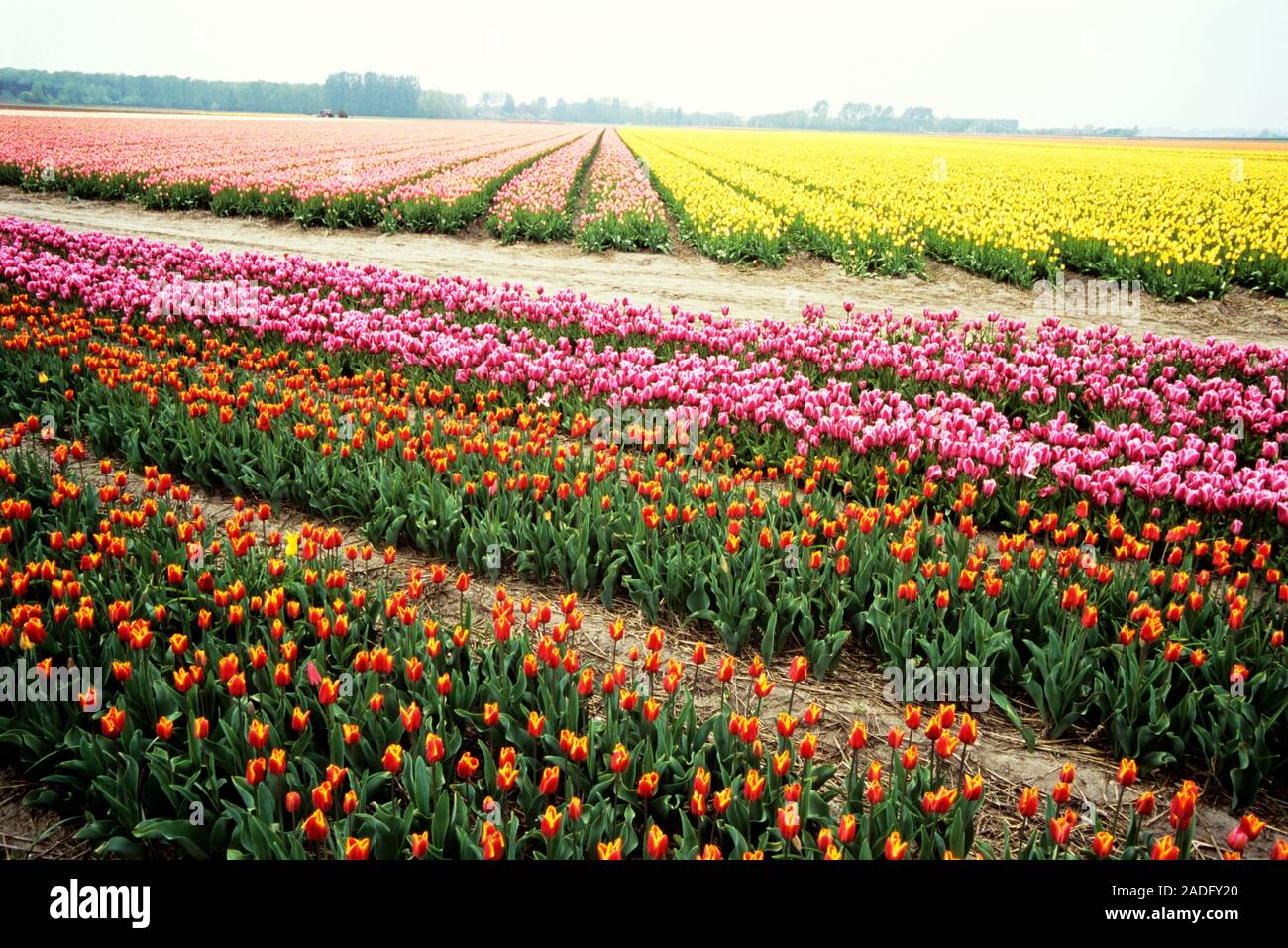 Tulips (Tulipa sp.) growing in a commercial tulip field. Photographed ...