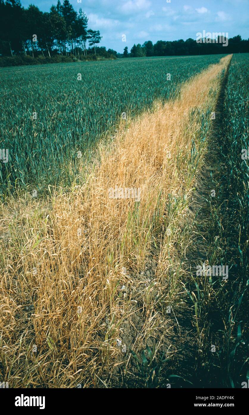 Strip of dead wheat marking a public footpath across farmland. The ...