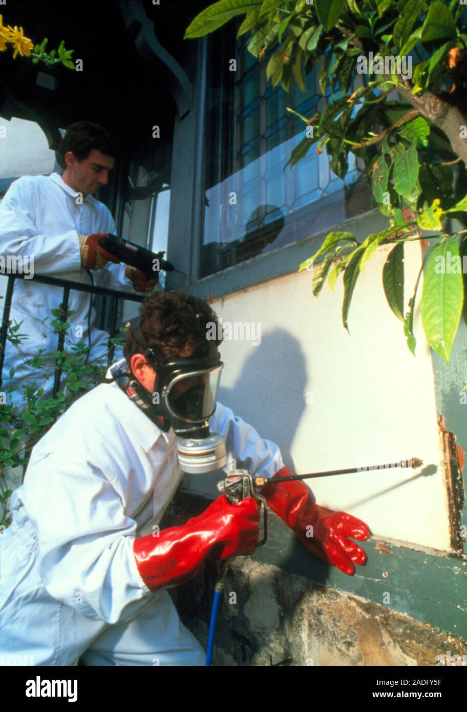 Termite pest control. Male technicians treating a termite-infested ...