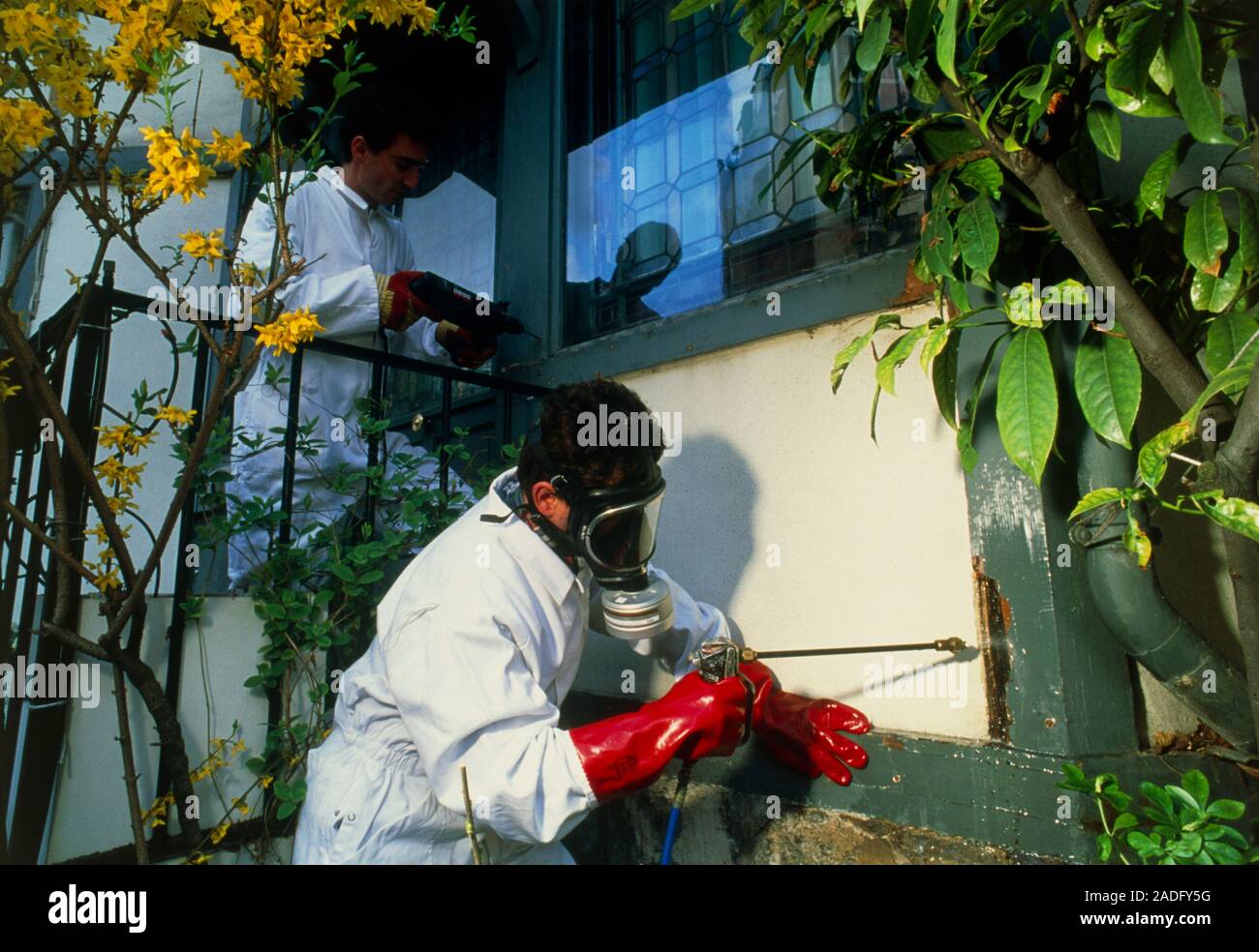Termite pest control. Male technicians treating a termite-infested ...