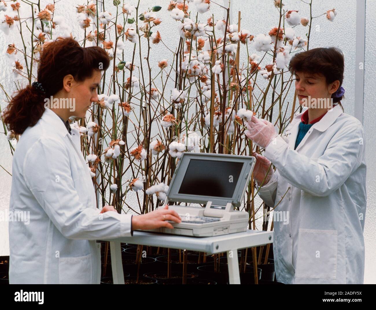 Agricultural research. Researchers use a laptop computer in an ...