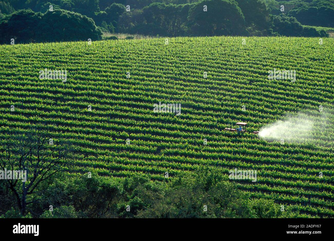 Crop spraying. Farmer using a tractor to spray pesticide onto rows of ...